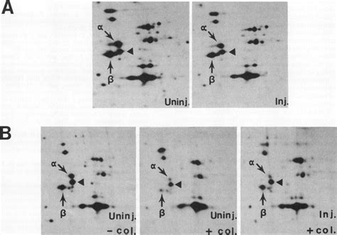 Evidence That Microinjection Of Mab 18d6 Disrupts The Down Regulation