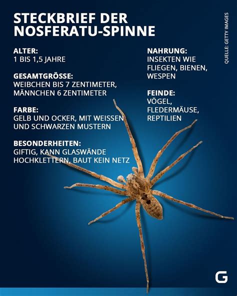 Immer Mehr Nosferatu Spinnen In Deutschland Sind Sie Gefährlich
