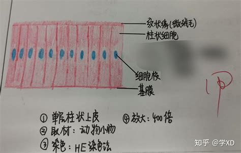 组胚实验红蓝铅笔绘图 知乎