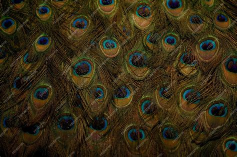 Premium Photo Vibrant Peacock Feather Backdrop