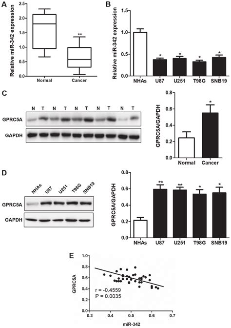 Mir 342 Is Downregulated In Human Glioma Cancer Tissues And Glioma Cell