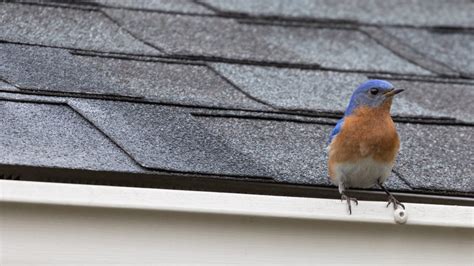 Why Do Birds Fly Into Windows