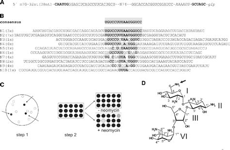 Figure 1 From Screening For Engineered Neomycin Riboswitches That Control Translation Initiation