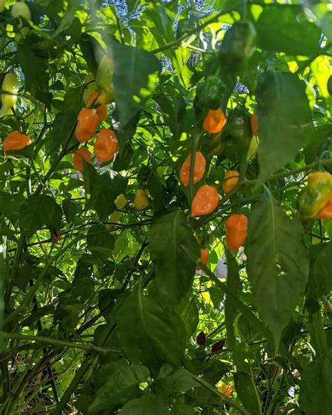 Plants And Peppers R Pepperlovers