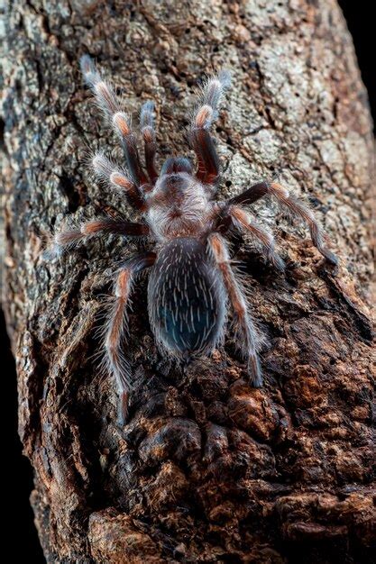 Premium Photo Tarantula On A Tree Log