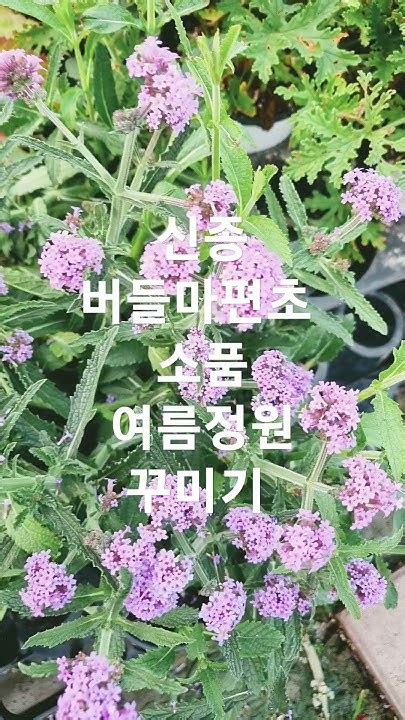 희순야생화 Youtube