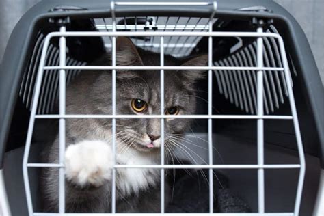 What If My Cat Is Limping Back Leg Should I Be Worried Causes
