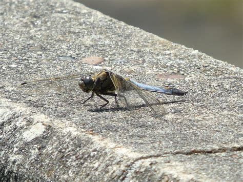 Focus On Dragonflies And Damselflies Bredfield Wildlife
