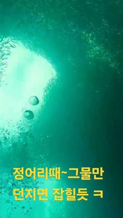 필리핀 세부 모알보알 정어리떼~~ Youtube