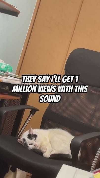 Funny Cat Shorts Trend Youtube