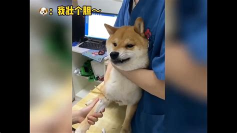 看来狗狗也是会怕打针滴🤣 Youtube