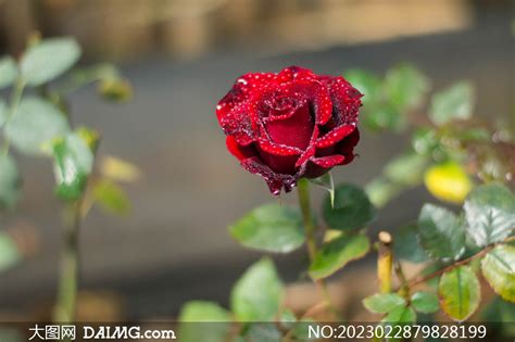 娇艳欲滴的红色玫瑰花摄影高清图片 大图网图片素材