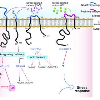 Bioinformatics Analysis Of Transmembrane Domains Of RING Zinc Finger