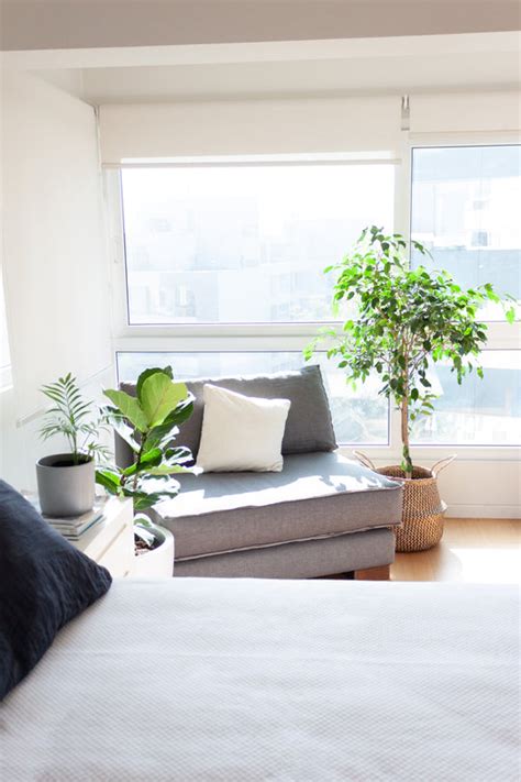 Plantas De Interior Plantme Chile