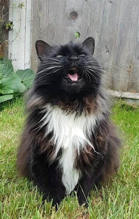 Remembering Isabelle Honoring A Beloved Cat On Izzy Day Viral Cats Blog Stubborn Cat