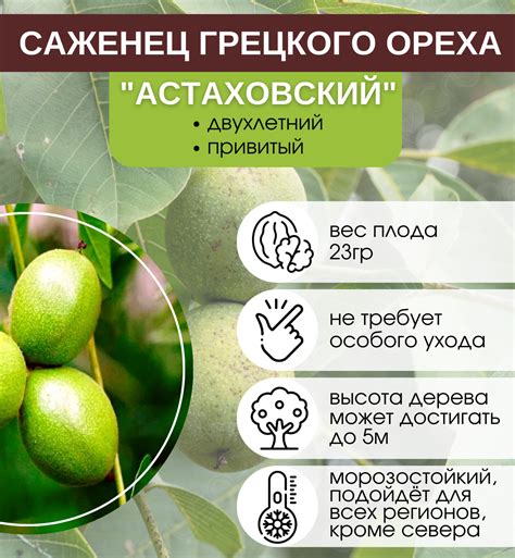 Купить саженцы Грецкий орех Астаховский. с доставкой! | Florali-Flor