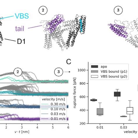 Talin Binding Facilitates Vinculin Head Tail Opening A Snapshots