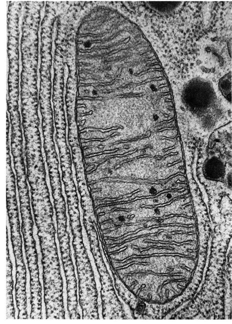 Ultrastructure Of Cell Mitochondrion Microscopic Photography Cell