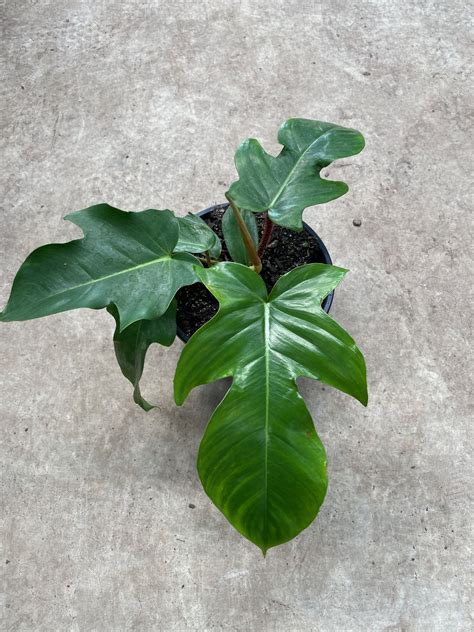 Philodendron Squamiferum Westlake Nursery