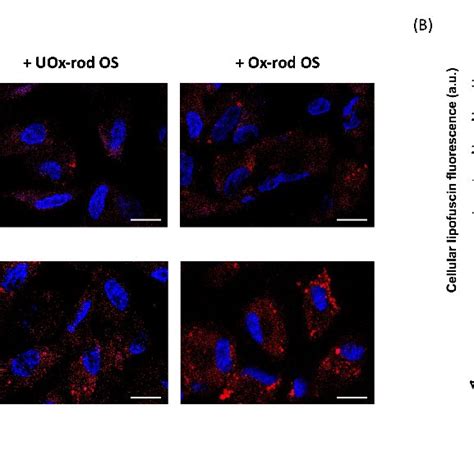 Lipofuscin Accumulation In Arpe 19 Cells Grown In Normal Or High