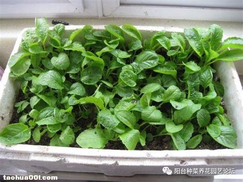 小白菜苗一浇水就倒了 小苗一浇水就倒 营养土种的菜全倒苗了 第5页 大山谷图库