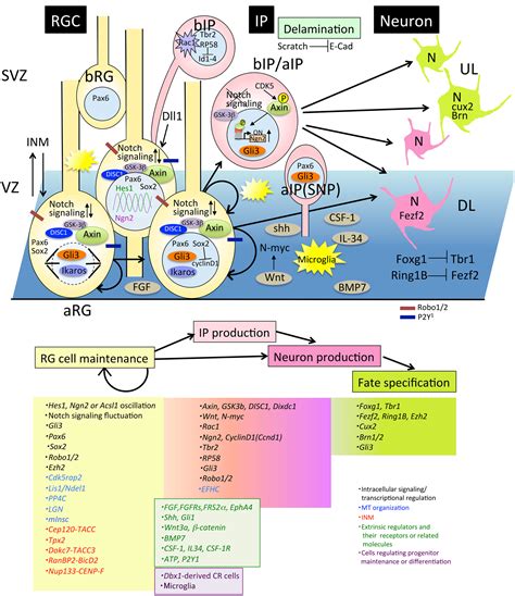 Cell Cycle Inhibitors Protect Motor Neurons In An Organoid