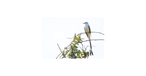 Scissor Tailed Flycatcher The Oklahoma State Bird Scissor Tailed