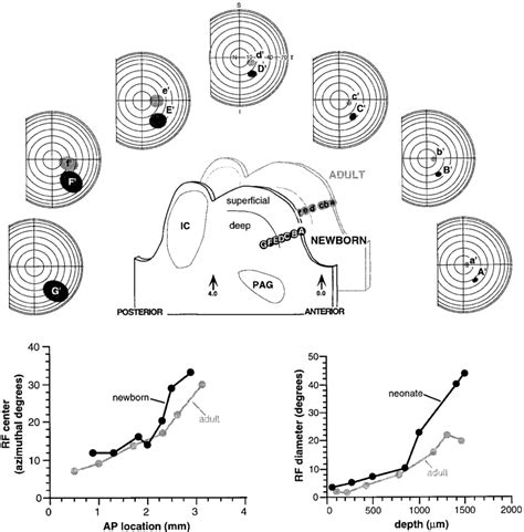 visual receptive fields shift systematically with neuronal location in