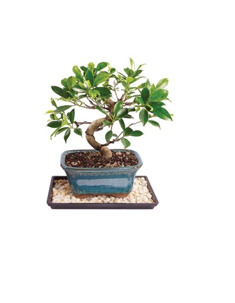 Golden Gate Ficus Bonsai Tree Imported From Vietnam 6 Years Old