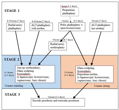 Phalloplasty Staging What To Expect And Why It Matters