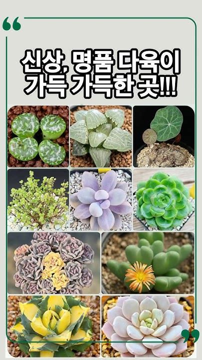 인기다육 신상다육 예쁜다육 다육이 다육식물 다육 다육이저렴한곳 희귀다육 아프리카식물 코덱스 다육초보맘 초보다육이 다육이키우기 명품다육 엑스플랜트