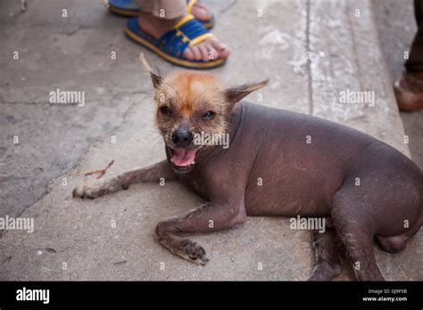 Hunde mit offenem mund Fotos und Bildmaterial in hoher Auflösung Alamy