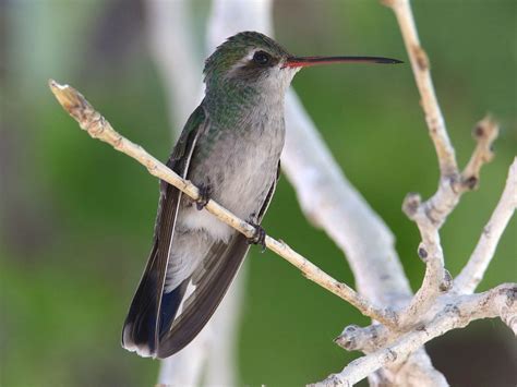 Hummingbirds In New Brunswick Picture And Id Guide