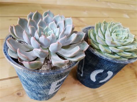 일회용 플라스틱컵 재활용업사이클링 청바지 화분 다육식물심기 네이버 블로그