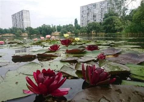 Астролог передбачила коли буде затишшя у війні і чого чекати восени Особлива