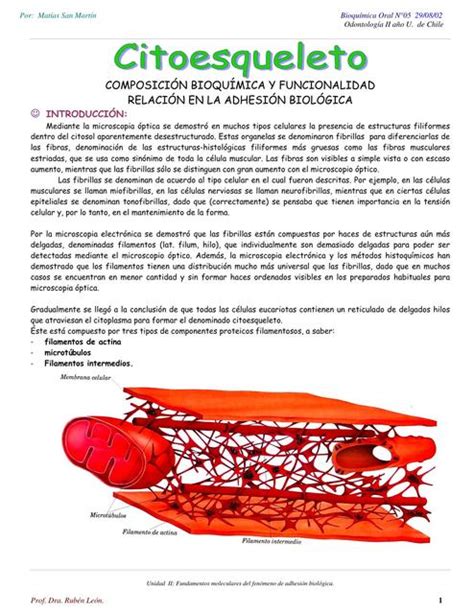 Citoesqueleto Yudoc Org Udocz