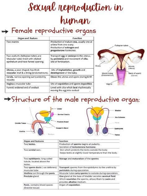 Sexual Reproduction In Human Notes Download Free Pdf Fetus Placenta