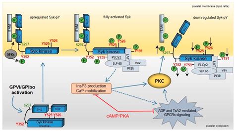 IJMS Free Full Text Feedback Regulation Of Syk By Protein Kinase C