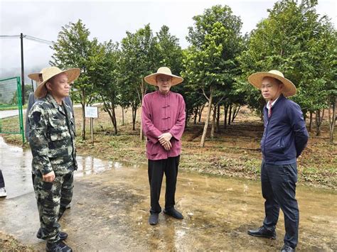 琼中县委副书记、县长郑达峰到大观沉香基地调研 知乎