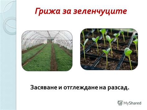 Презентация на тему ЗЕЛЕНЧУЦИТЕ са тревисти растения които хората отглеждат за храна