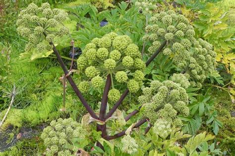 How To Grow Angelica Gardeners Path
