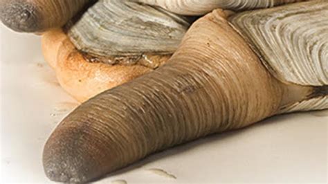 Weirdest Edible Sea Creature Geoduck Clean And Cook Youtube