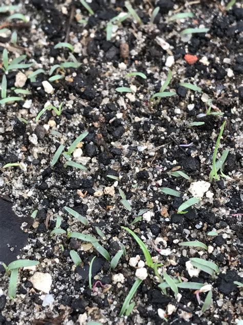 Seeding Bermuda Lawnsite™ Is The Largest And Most Active Online Forum