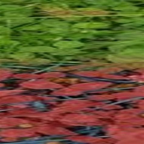 Grassclover Dataset Kaggle