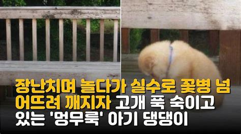 아빠가 강아지한테 침대 양보하고 자기는 바닥에 누워서 잠자는 슬픈 이유 애니멀 플래닛