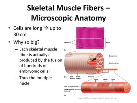 PPT Chapter 9 Muscles And Muscle Tissue PowerPoint Presentation Free