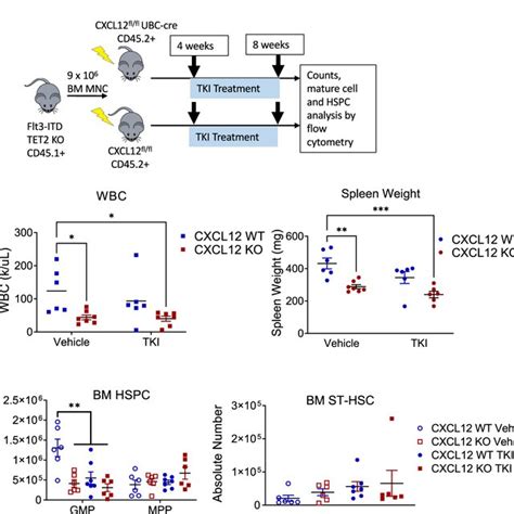Cxcl12 Ko Reduces Aml Disease Burden A Experimental Design For