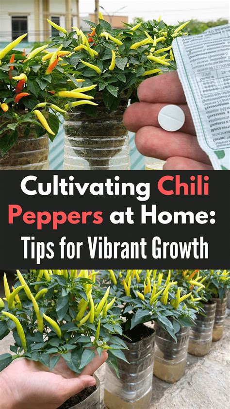 Cultivating Chili Peppers At Home Tips For Vibrant Growth