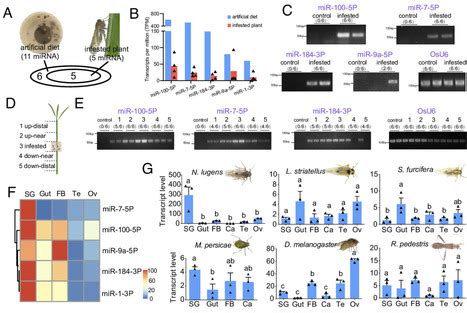 Cross Kingdom RNA Interference Mediated By Inse