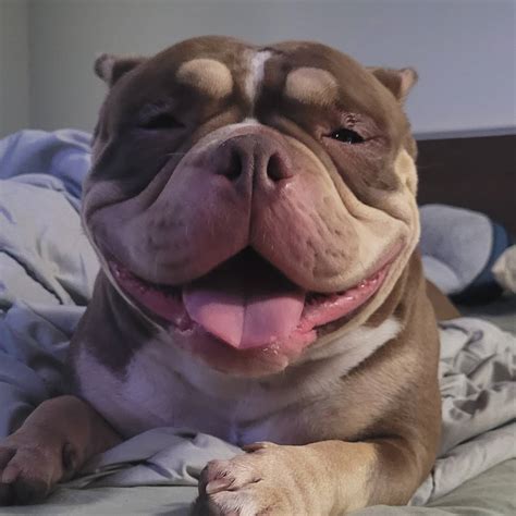 Are There Miniature Pitbulls